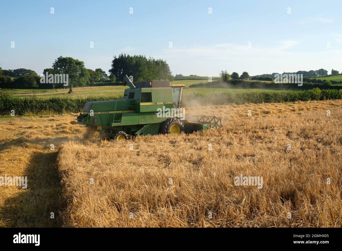 A green combine harvester gathers barley in a farm field in ...