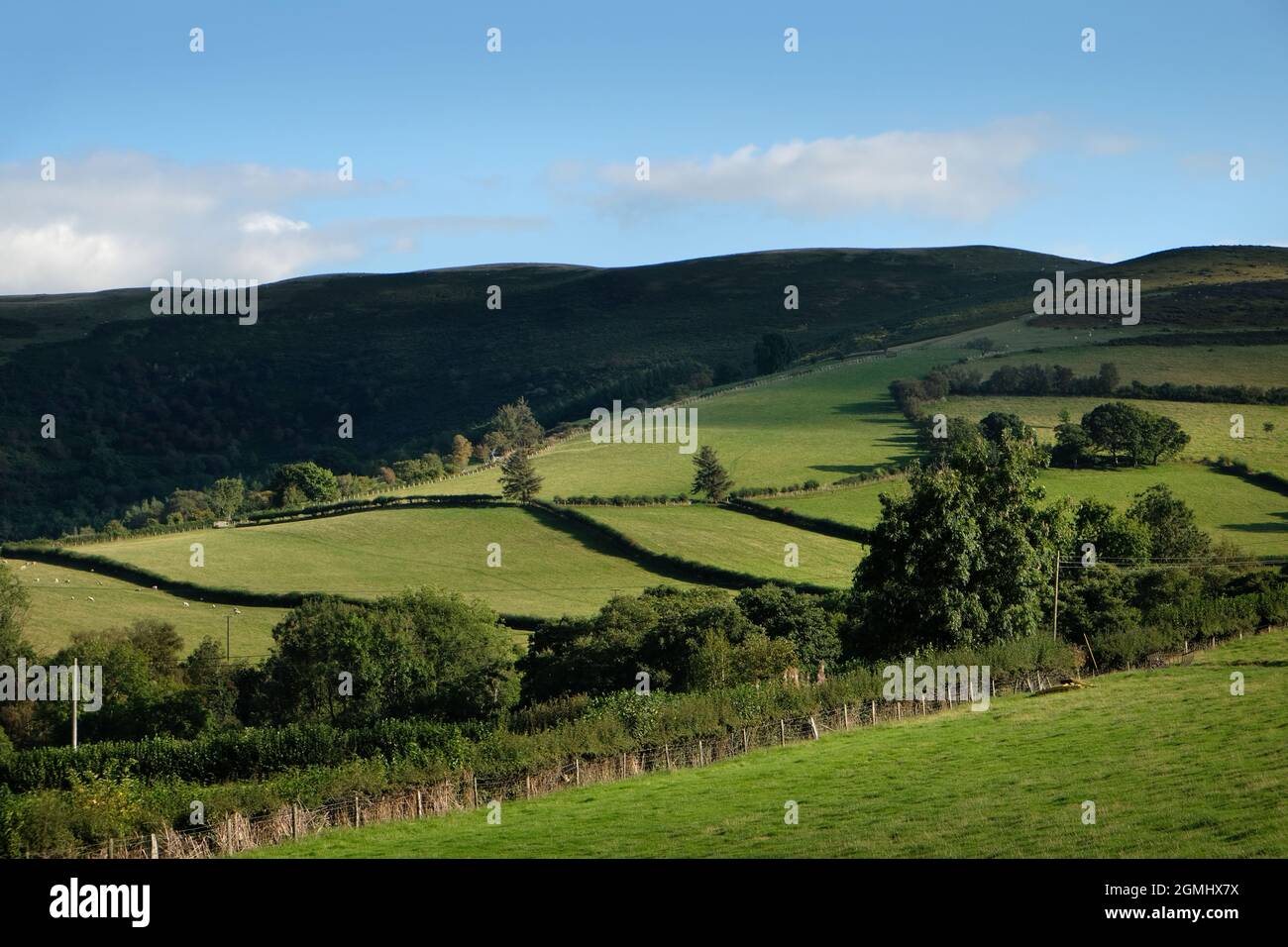 Epynt trees hi-res stock photography and images - Alamy