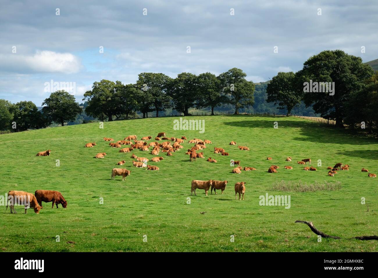 A herd of Limousin beef cattle - cows with calves - on farmland near ...