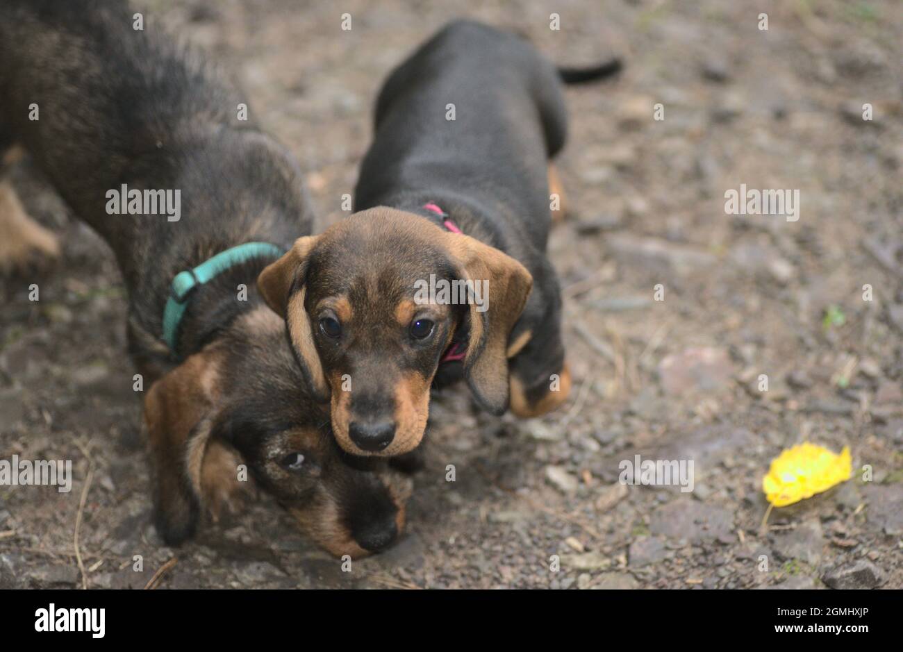 Dachshund puppies are curious and explore their surroundings Stock Photo - Alamy