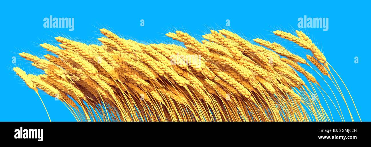bundle of wheat with blue sky - agricultural crop isolated - concept ...