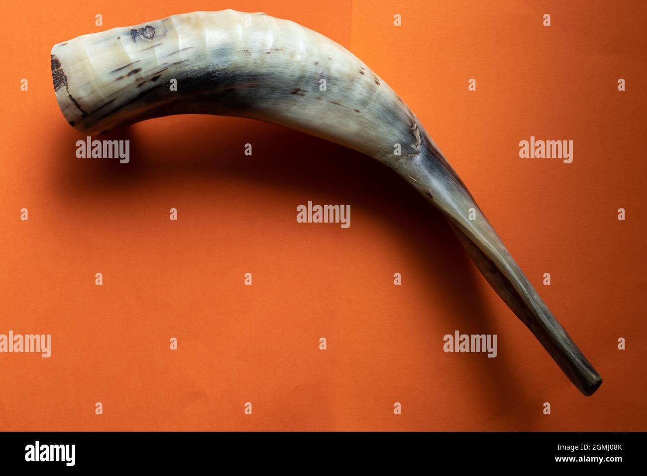 shofar made of lamb horns, on an orange background, - a Jewish object ...