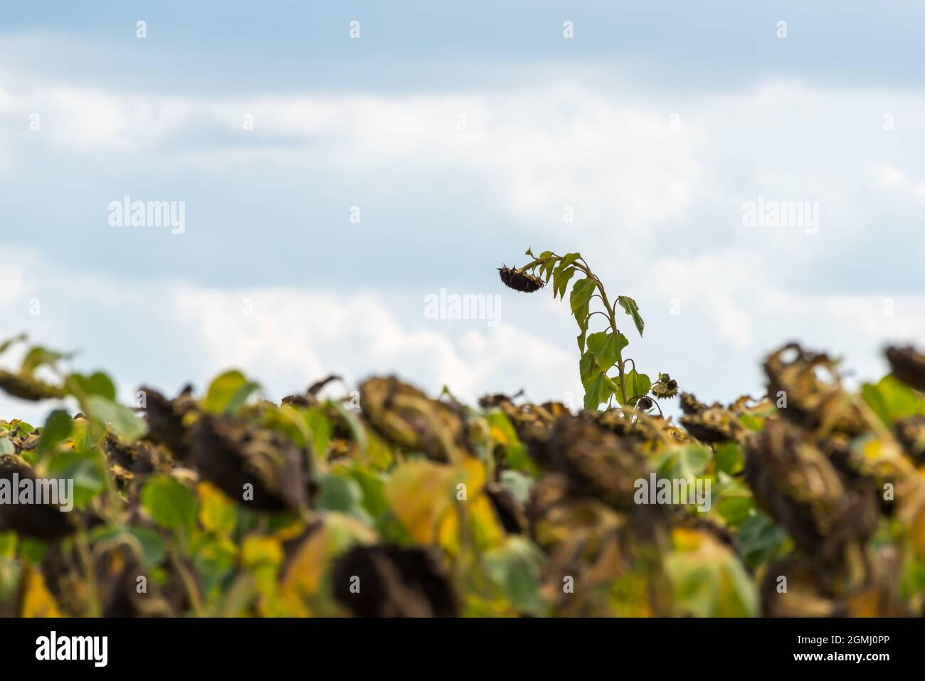 A sunflower field with a single tall sunflower Stock Photo - Alamy