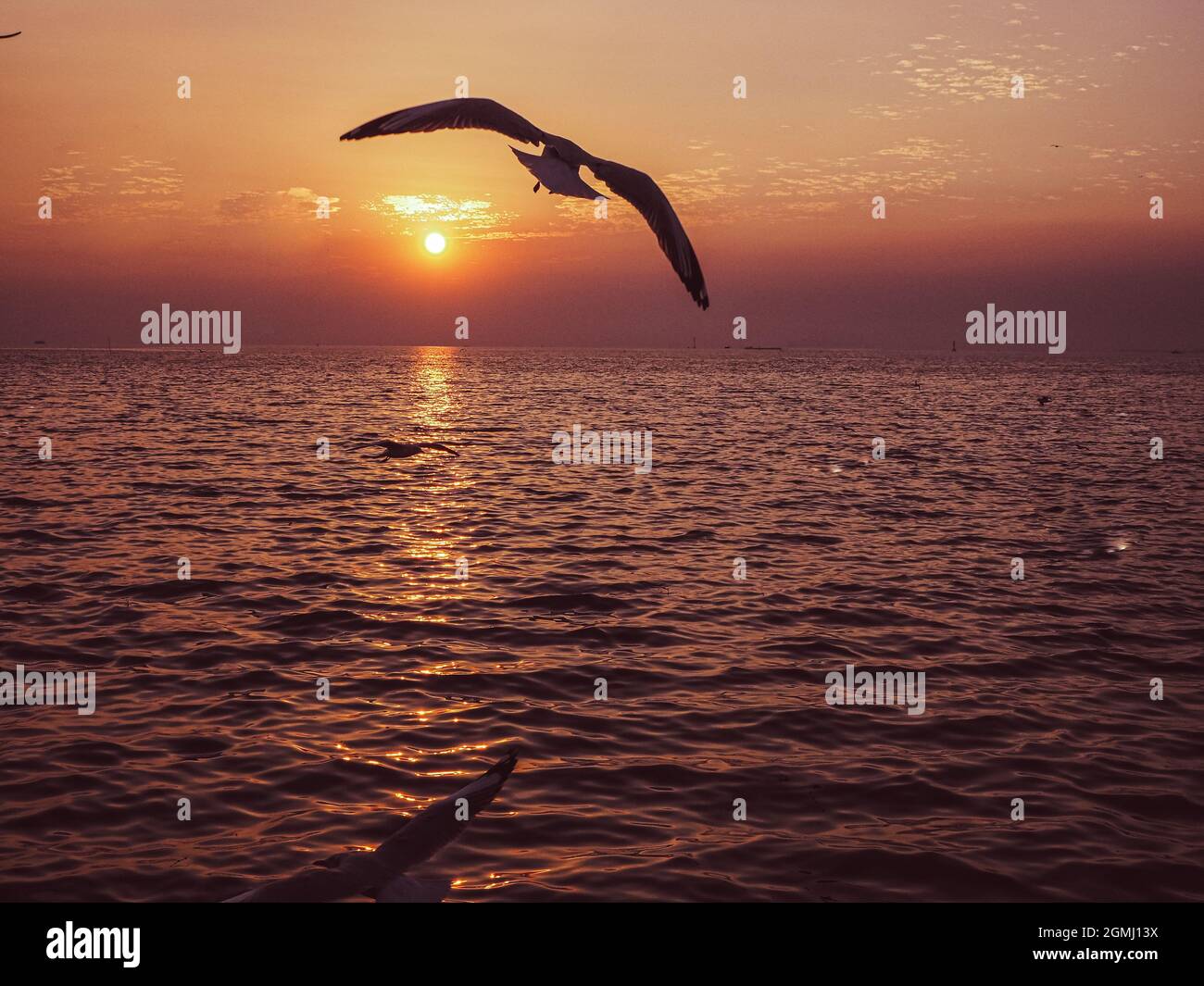 bird animal wildlife flying over horizon scenics Calm sea water ocean ...