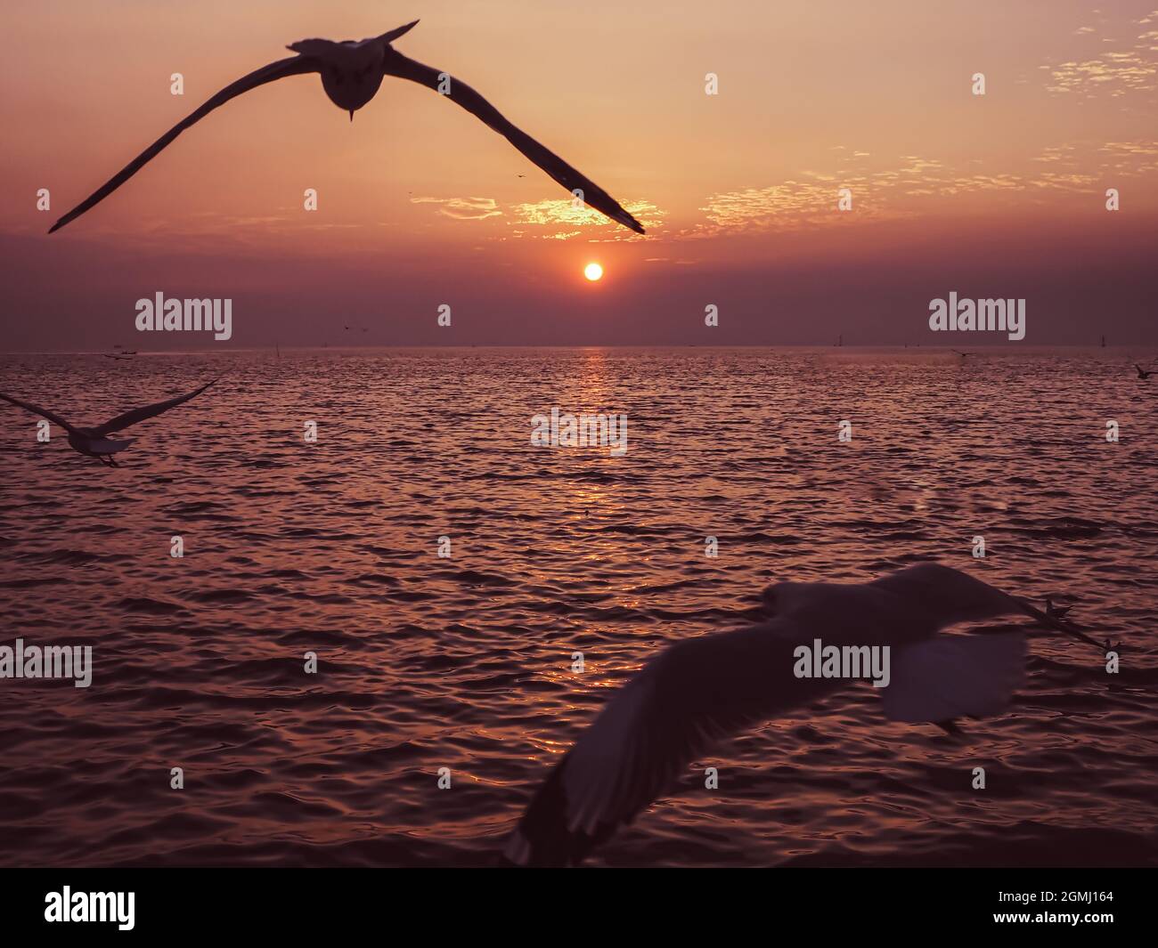 bird animal wildlife flying over horizon scenics Calm sea water ocean ...