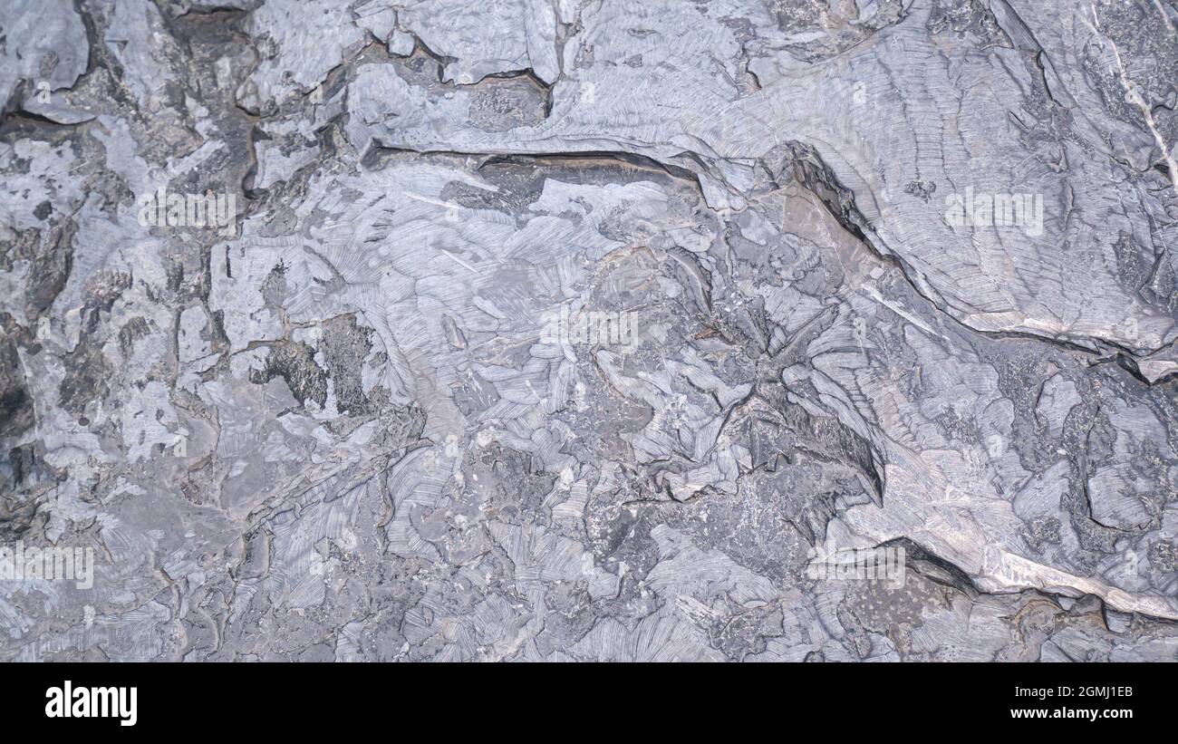 Old rustic concrete natural texture of wall for abstract background ...