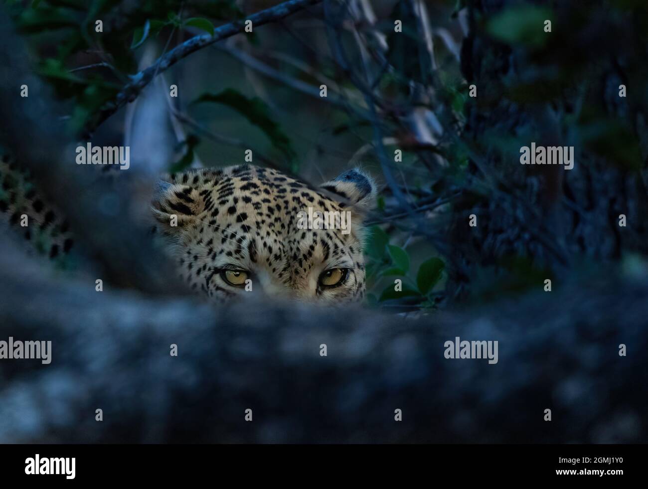 Leopard behind leaves hi-res stock photography and images - Alamy