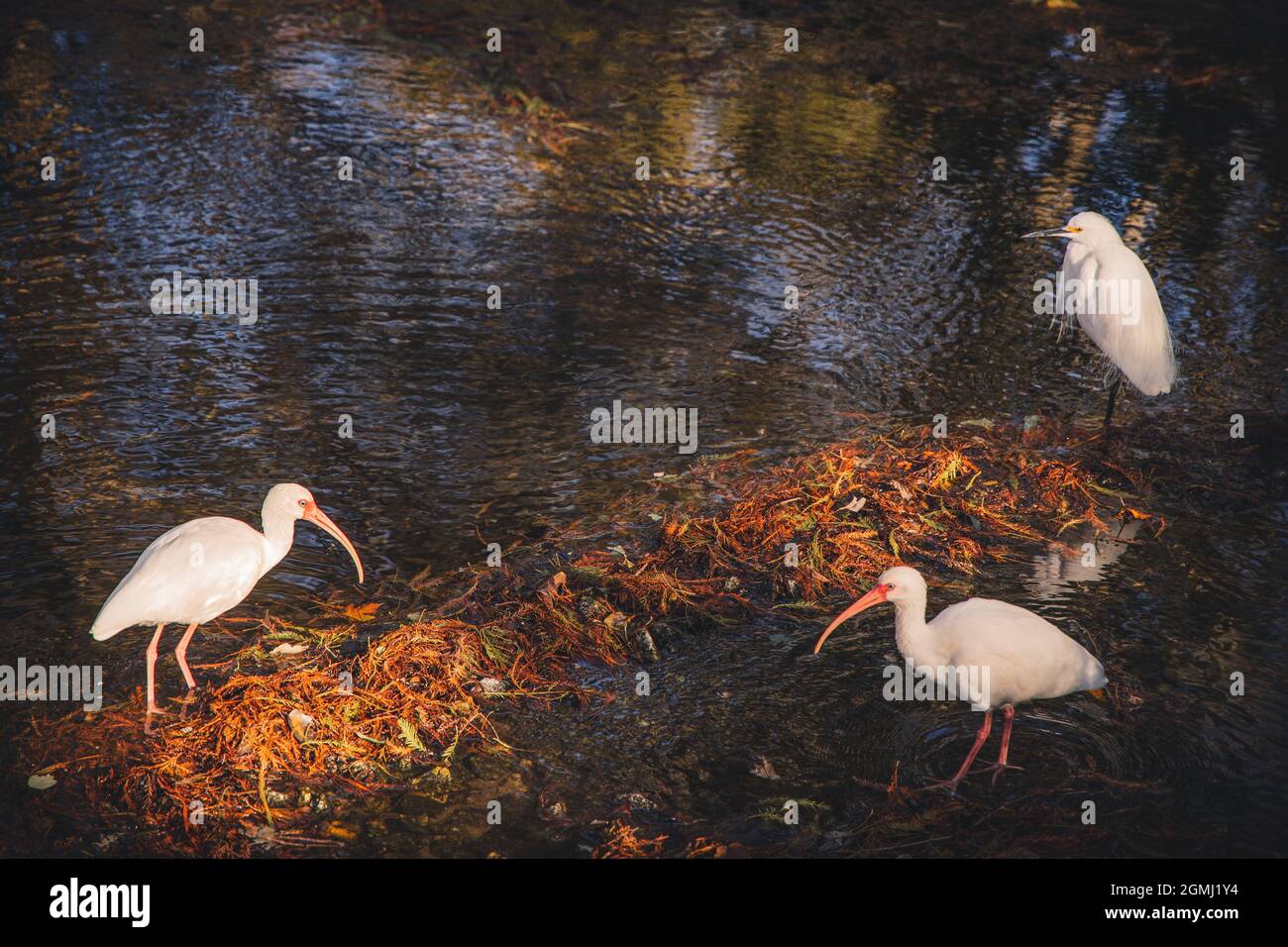 American white ibis in group hi-res stock photography and images - Alamy