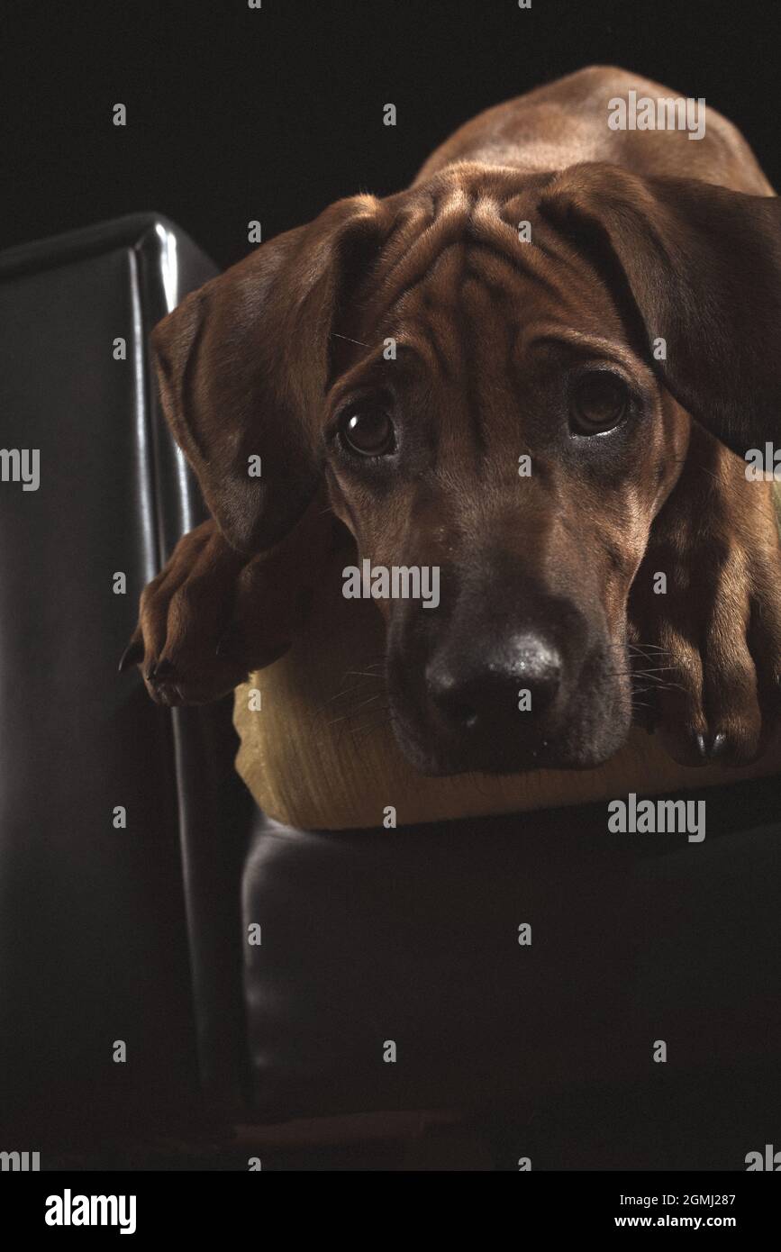 Black rhodesian ridgeback hi-res stock photography and images - Alamy