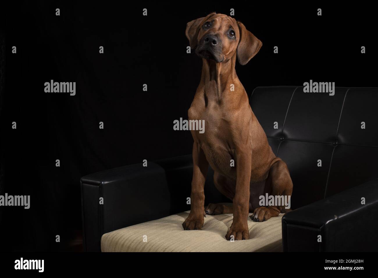 Black rhodesian ridgeback hi-res stock photography and images - Alamy