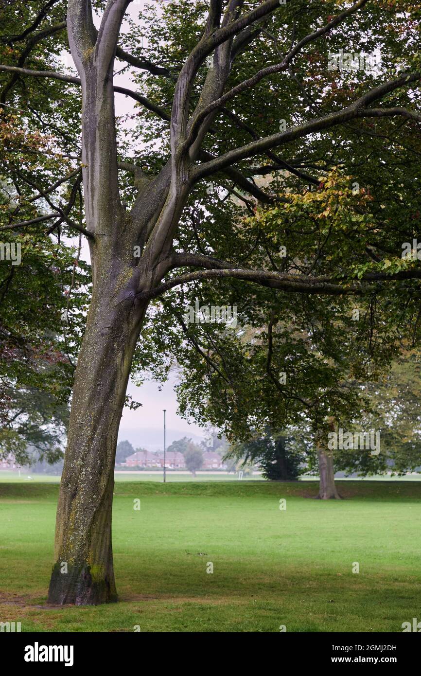 Big old tree in an english park in wet weather Stock Photo - Alamy