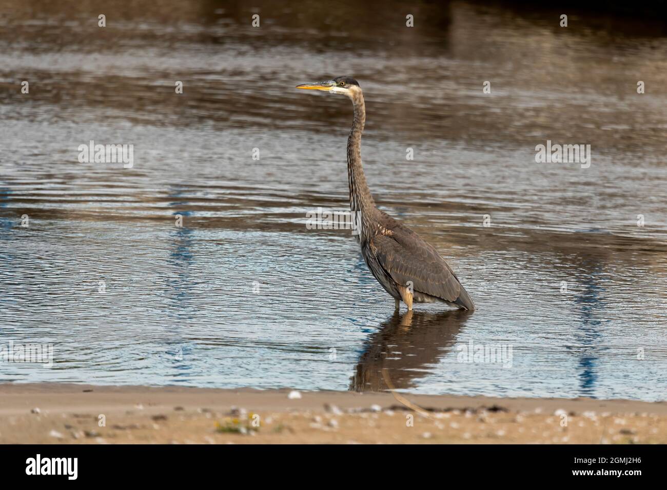 Great blue heron ( Ardea cinerea ) is the largest American heron ...