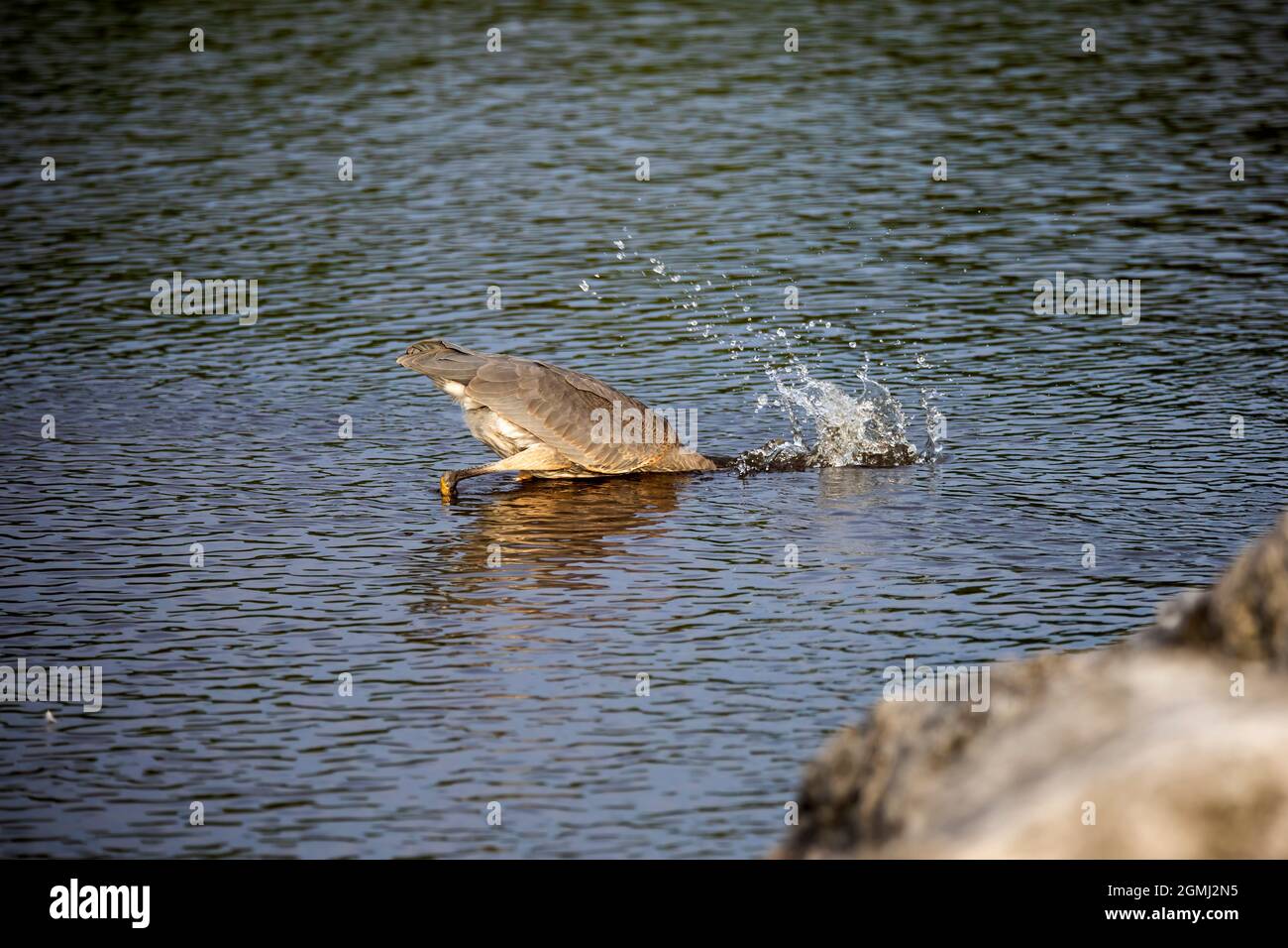 Great blue heron ( Ardea cinerea ) is the largest American heron ...