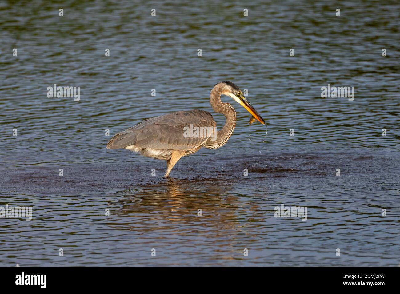 Great blue heron ( Ardea cinerea ) is the largest American heron ...