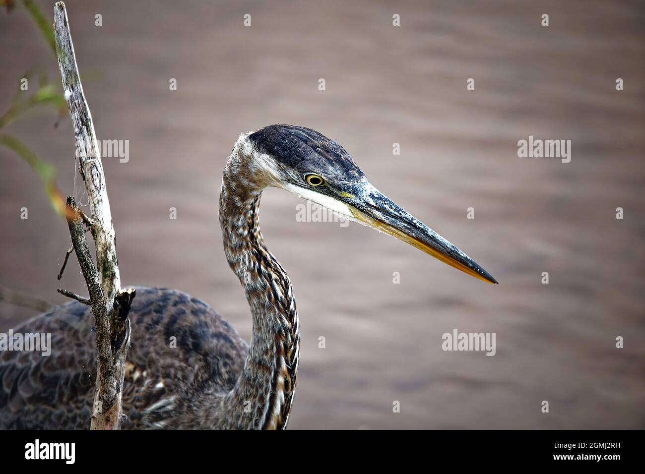 Great blue heron ( Ardea cinerea ) is the largest American heron ...