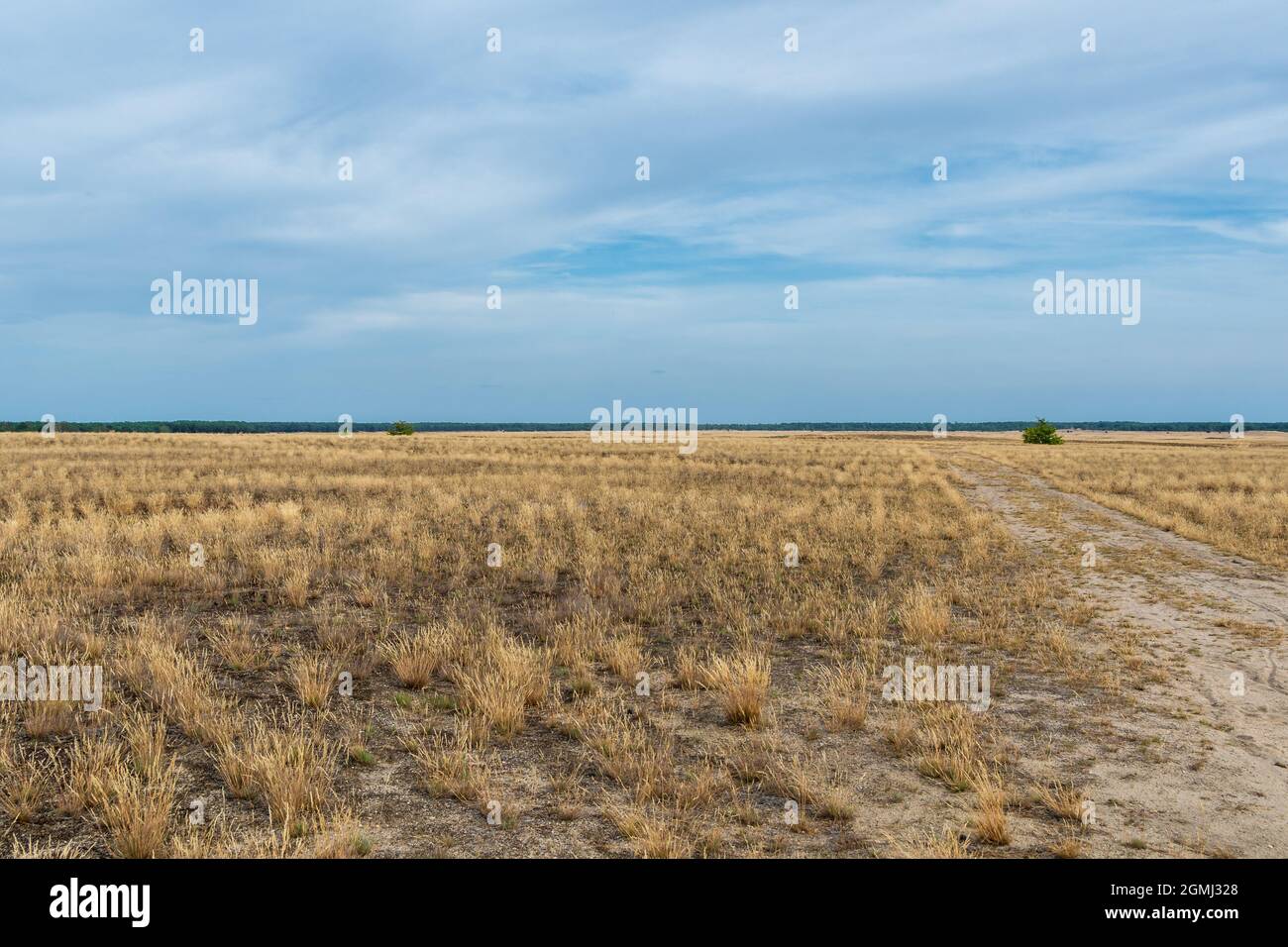 Lieberose, the largest desert in Germany, in the Spreewald near Cottbus ...