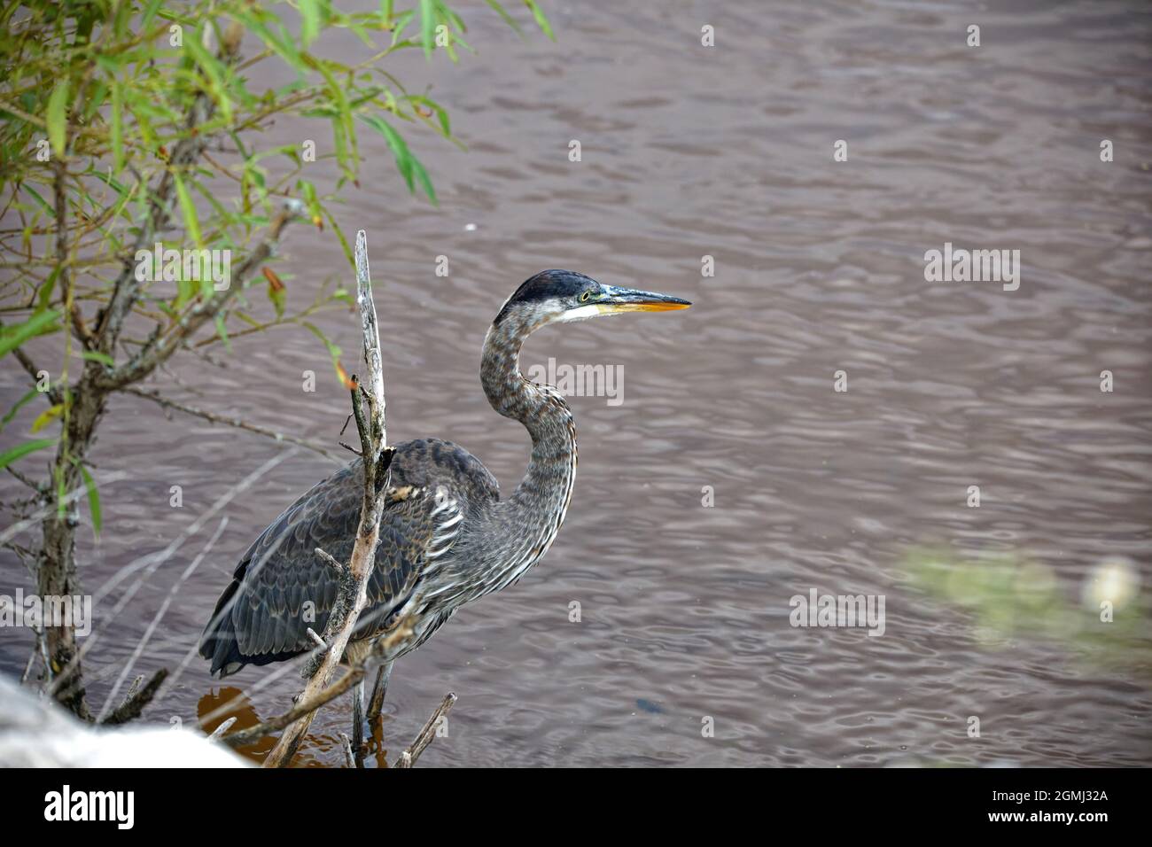 Great blue heron ( Ardea cinerea ) is the largest American heron ...