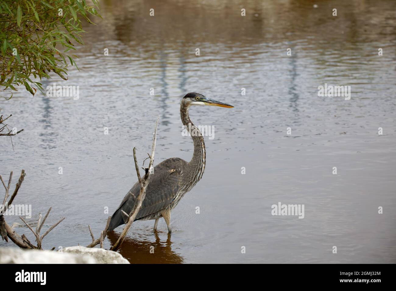 Great blue heron ( Ardea cinerea ) is the largest American heron ...