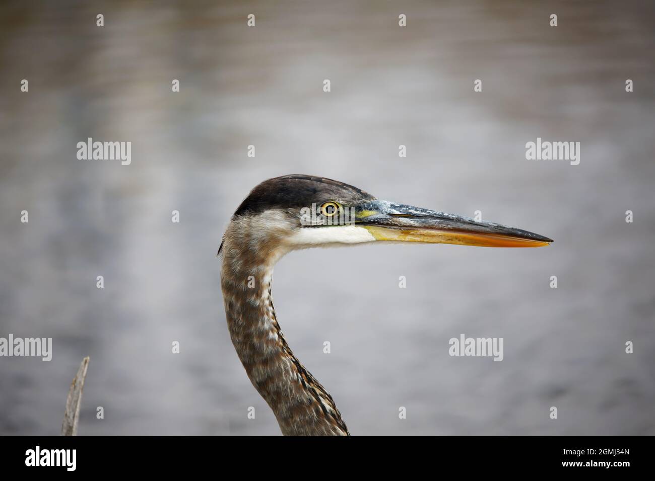 Great blue heron ( Ardea cinerea ) is the largest American heron ...