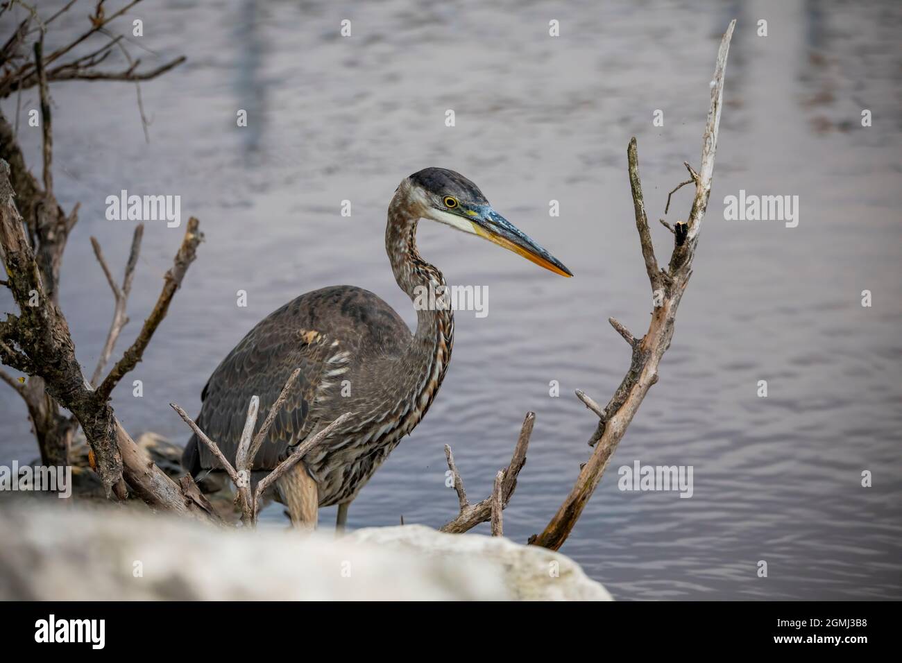 Great blue heron ( Ardea cinerea ) is the largest American heron ...