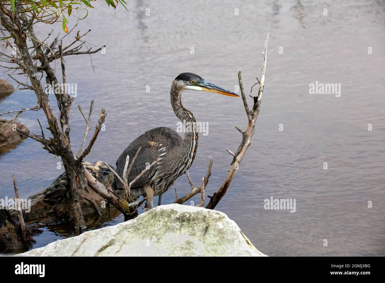 Great blue heron ( Ardea cinerea ) is the largest American heron ...