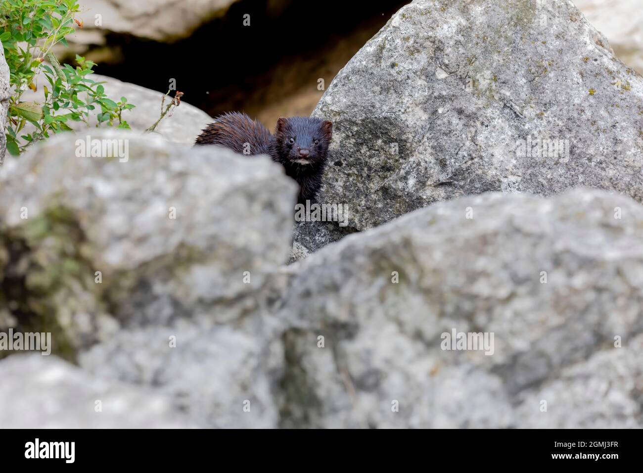 The American mink ( Neovison vison ) in the rocks on the shores of Lake ...