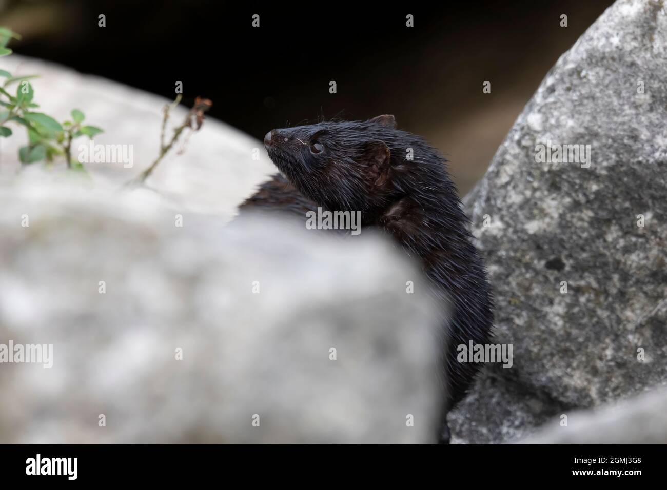 The American mink ( Neovison vison ) in the rocks on the shores of Lake ...