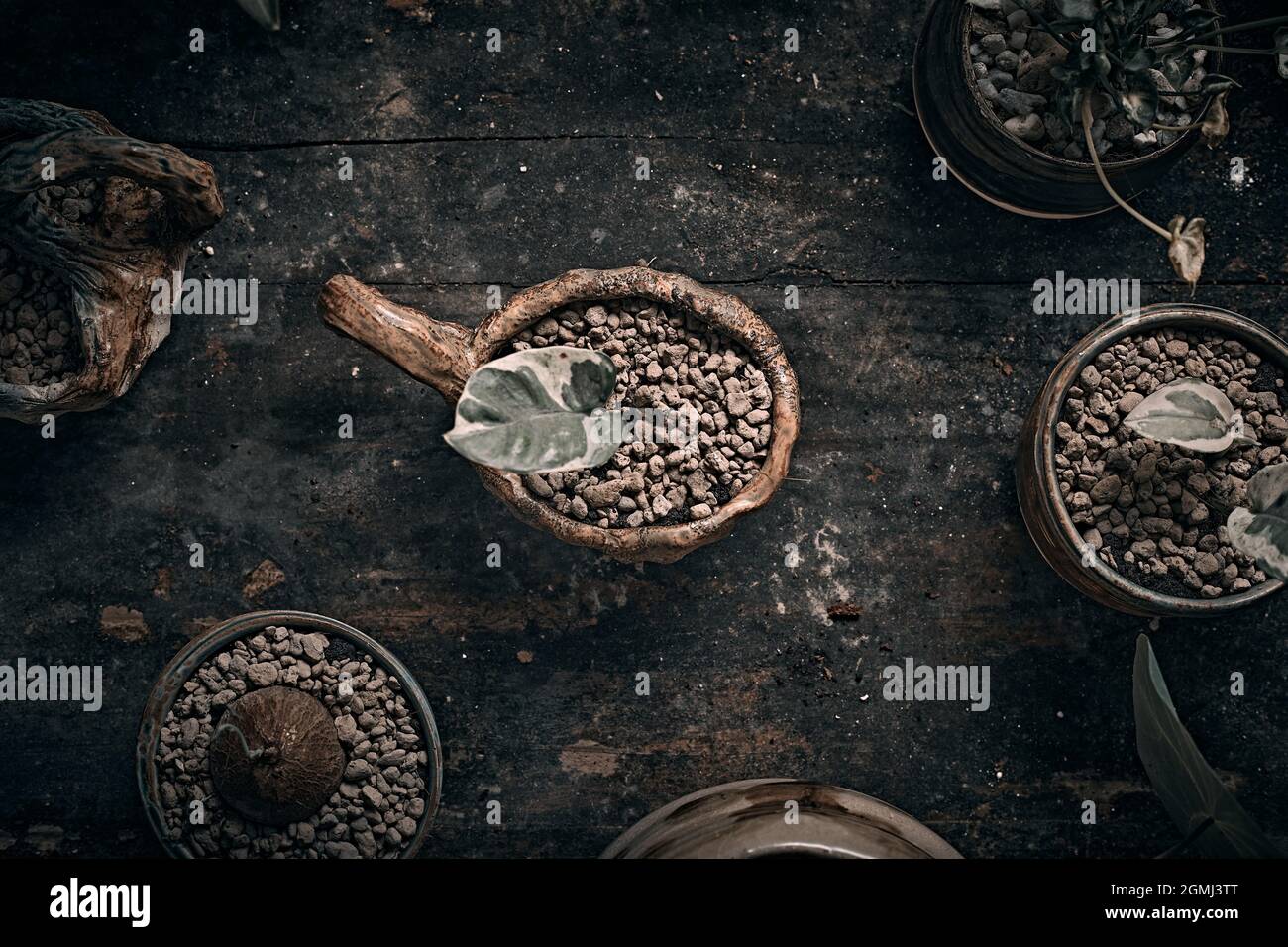 Flower pot from top view hi-res stock photography and images - Alamy
