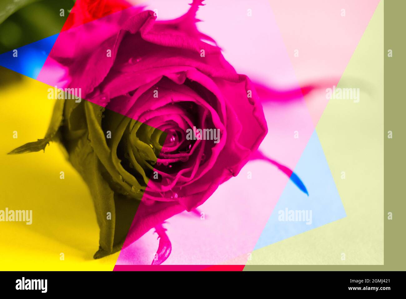 Abstract red rose divided by geometric figures of different colors ...