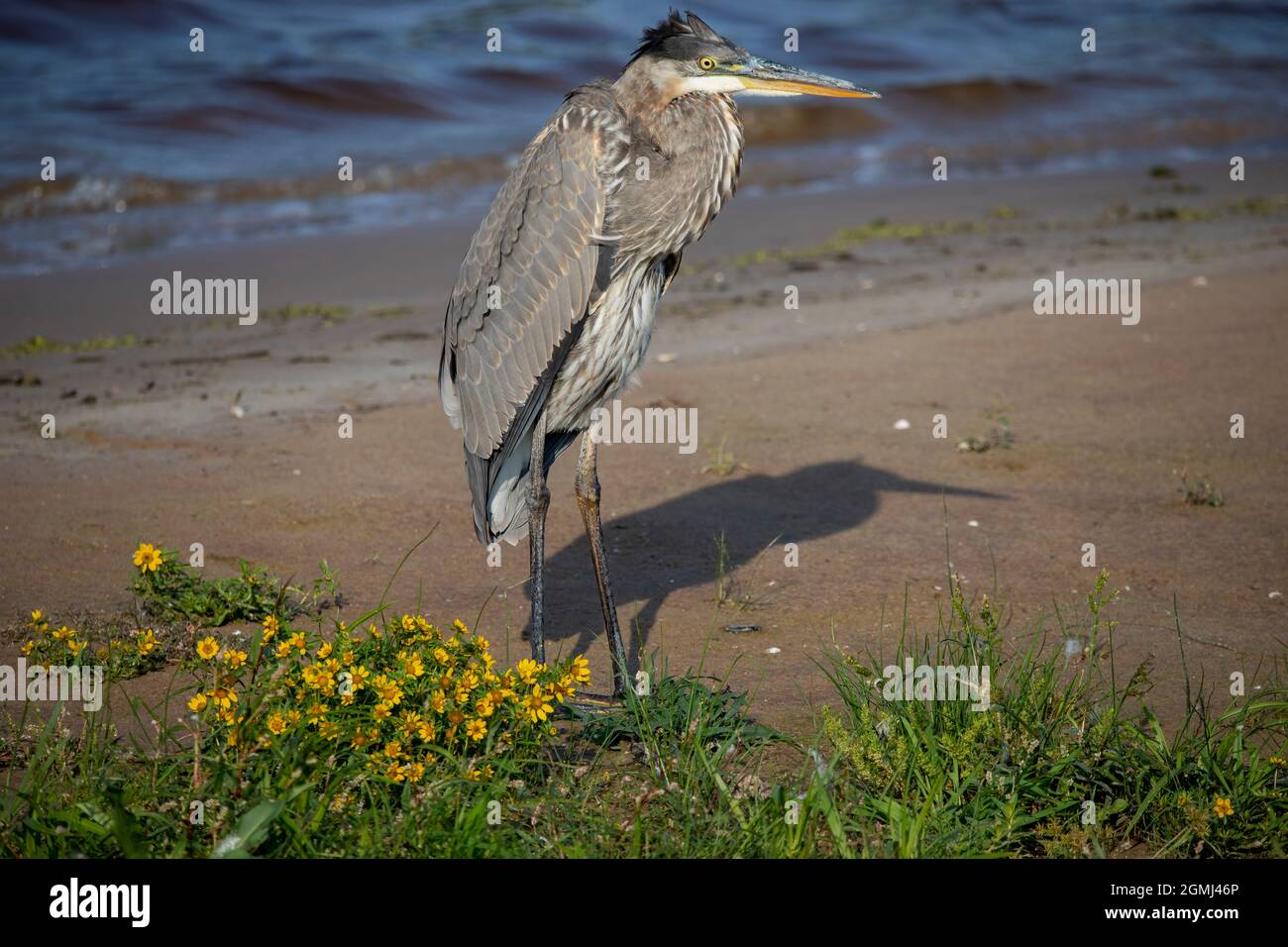 Great blue heron ( Ardea cinerea ) is the largest American heron ...