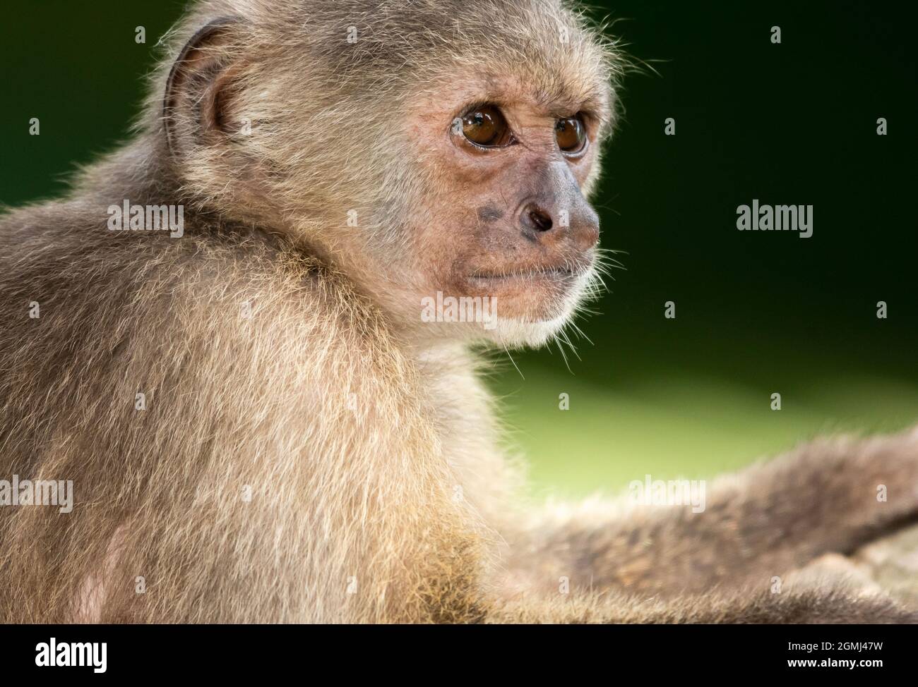 A head shot of a Wedge-capped Capuchin (Cebus olivaceus), or Weeper ...