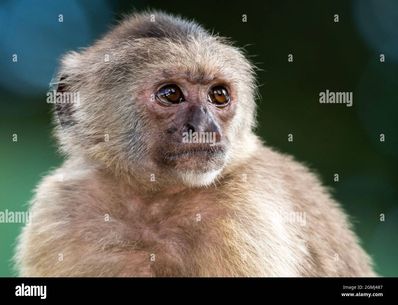 A head shot of a Wedge-capped Capuchin (Cebus olivaceus), or Weeper ...