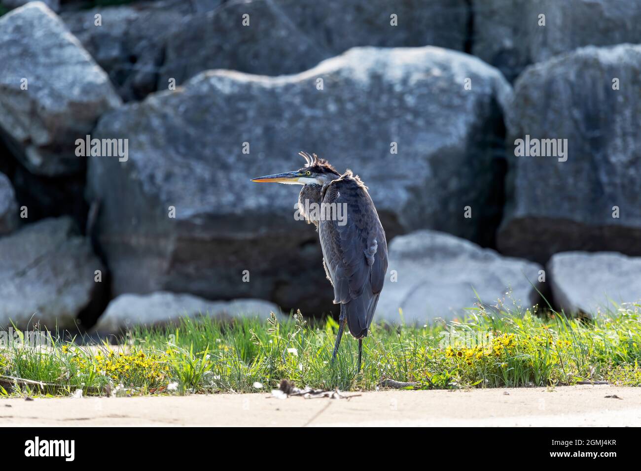 Great blue heron ( Ardea cinerea ) is the largest American heron ...