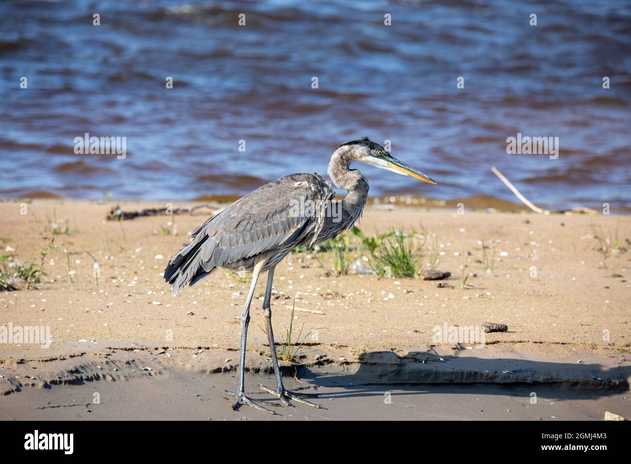 Great blue heron ( Ardea cinerea ) is the largest American heron ...