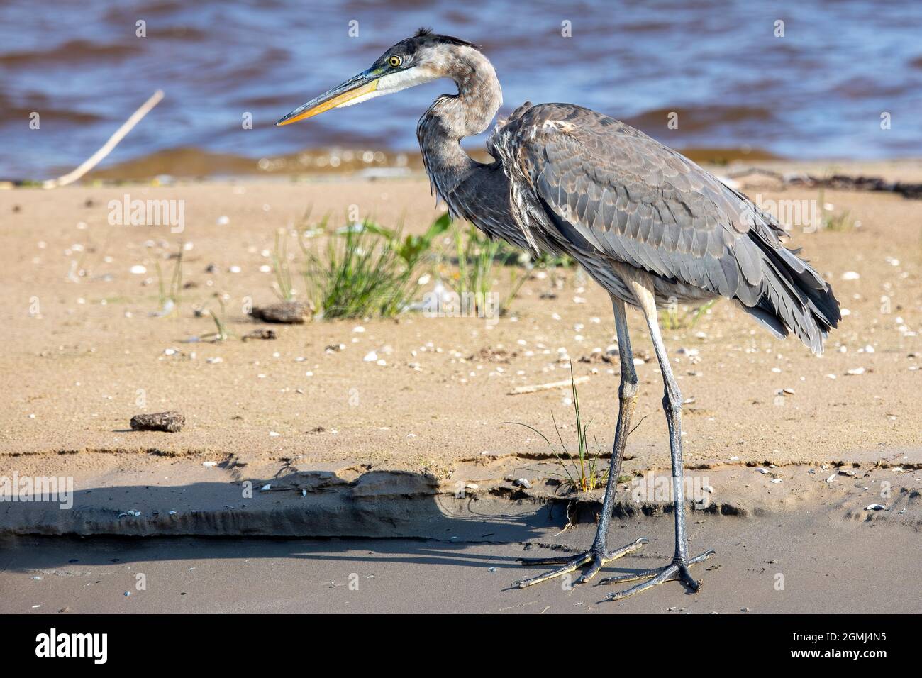 Great blue heron ( Ardea cinerea ) is the largest American heron ...