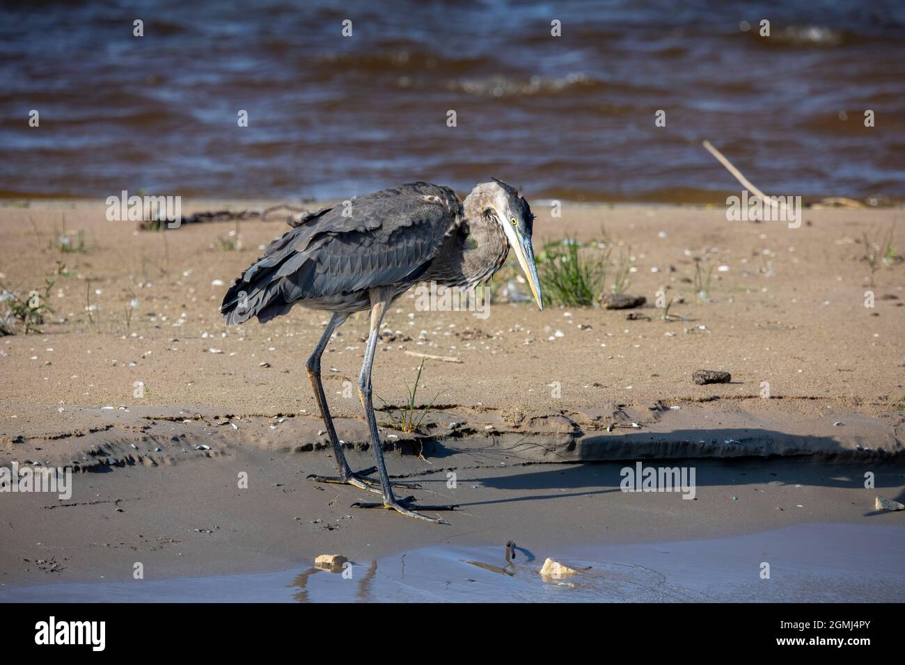 Great blue heron ( Ardea cinerea ) is the largest American heron ...