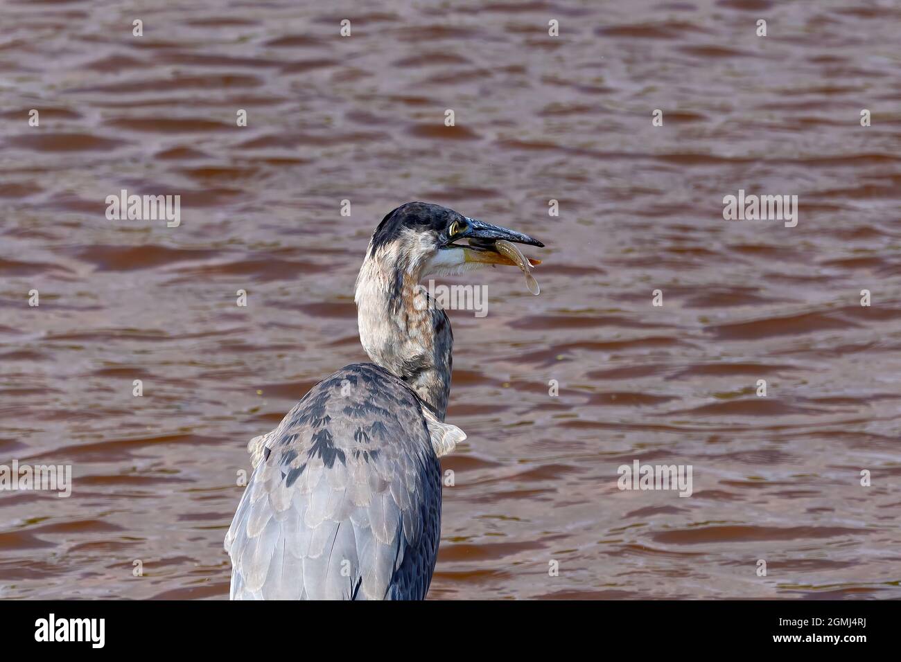 Great blue heron ( Ardea cinerea ) is the largest American heron ...