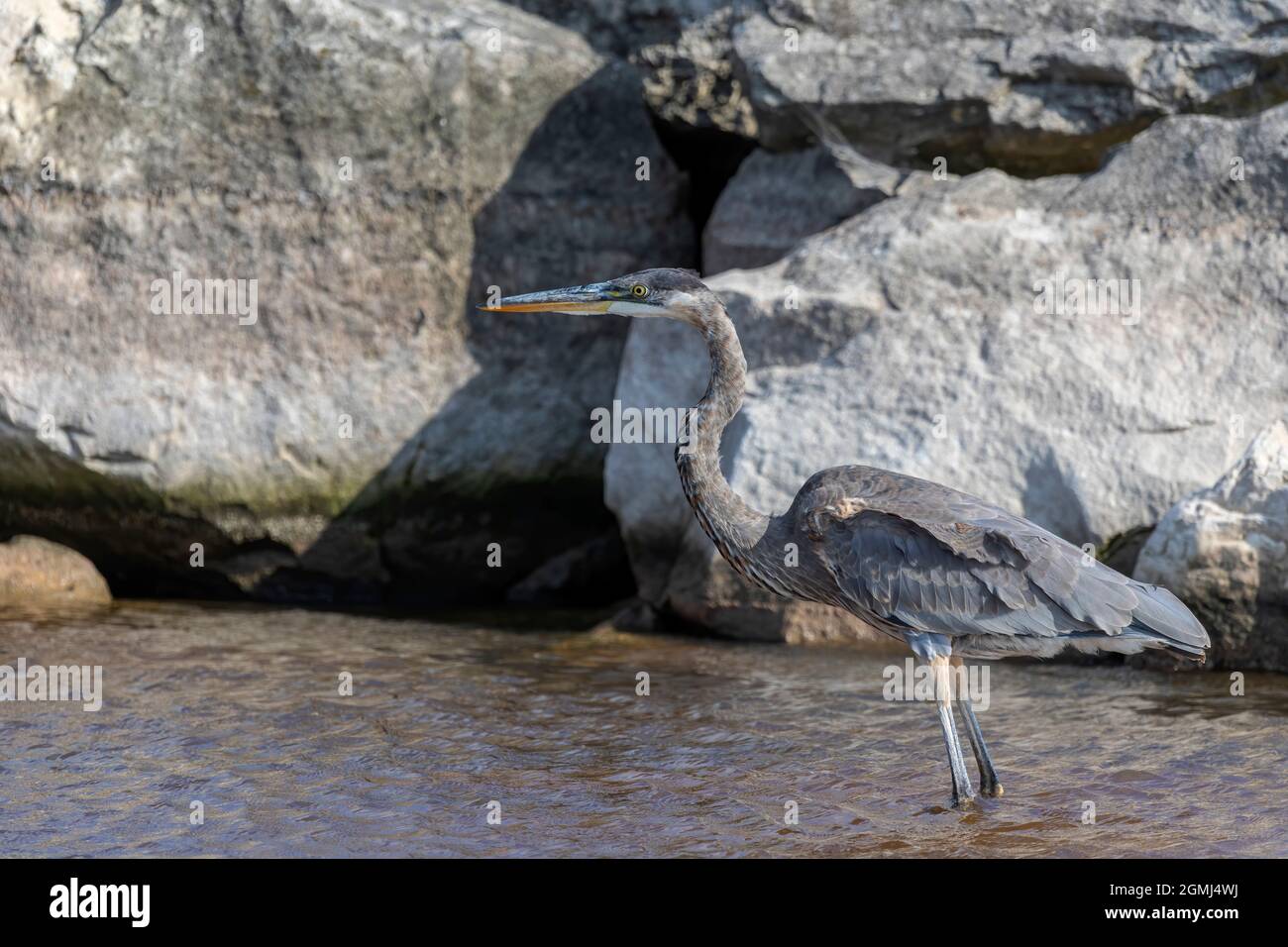 Great blue heron ( Ardea cinerea ) is the largest American heron ...