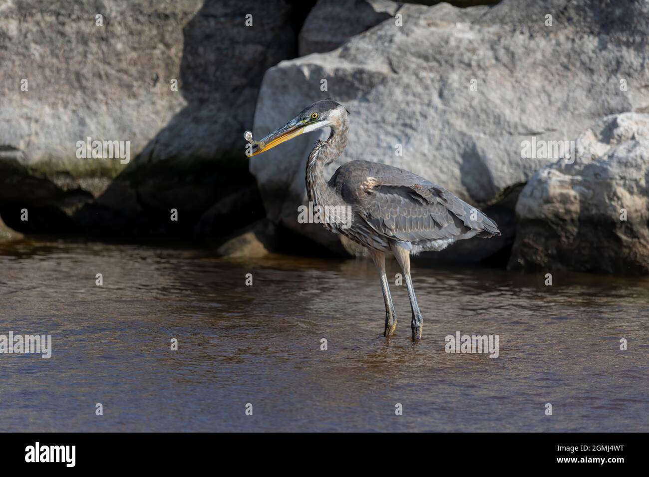 Great blue heron ( Ardea cinerea ) is the largest American heron ...