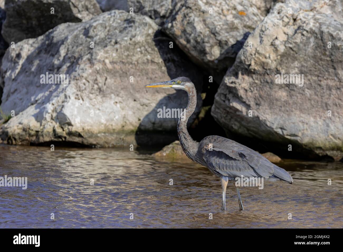 Great blue heron ( Ardea cinerea ) is the largest American heron ...