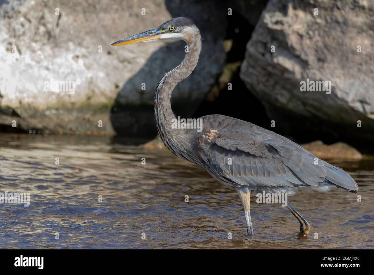 Great blue heron ( Ardea cinerea ) is the largest American heron ...