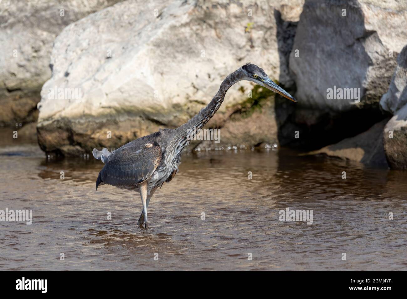 Great blue heron ( Ardea cinerea ) is the largest American heron ...