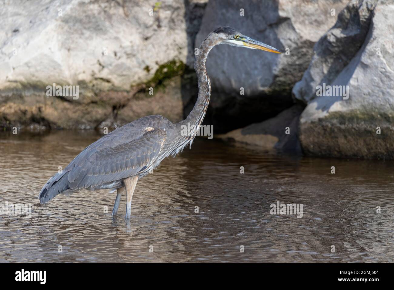 Great blue heron ( Ardea cinerea ) is the largest American heron ...