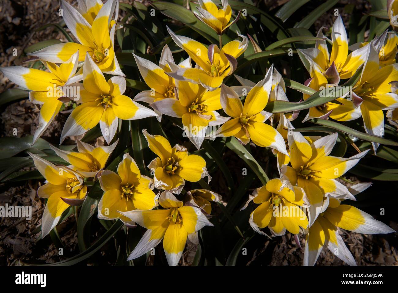 Petal edges detail hi-res stock photography and images - Alamy