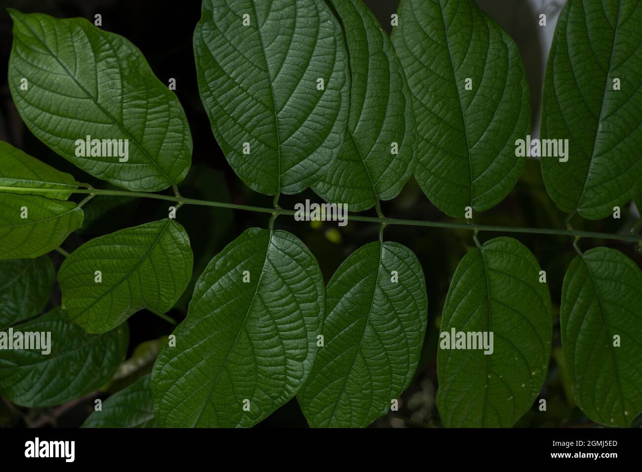texture of a branch with large leaves close-up Stock Photo - Alamy