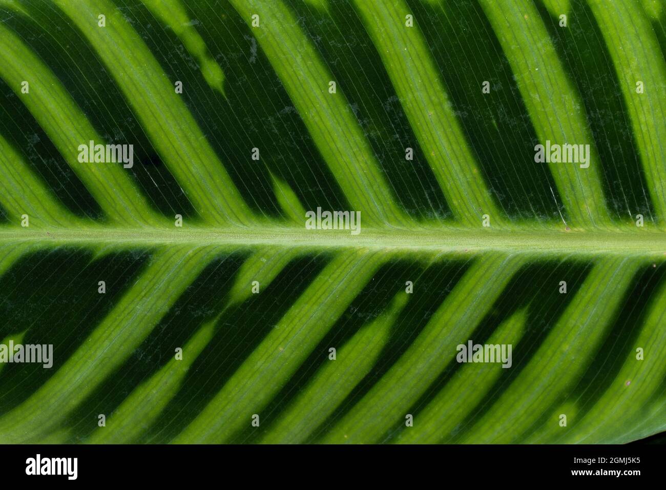 Large sheet hi-res stock photography and images - Alamy