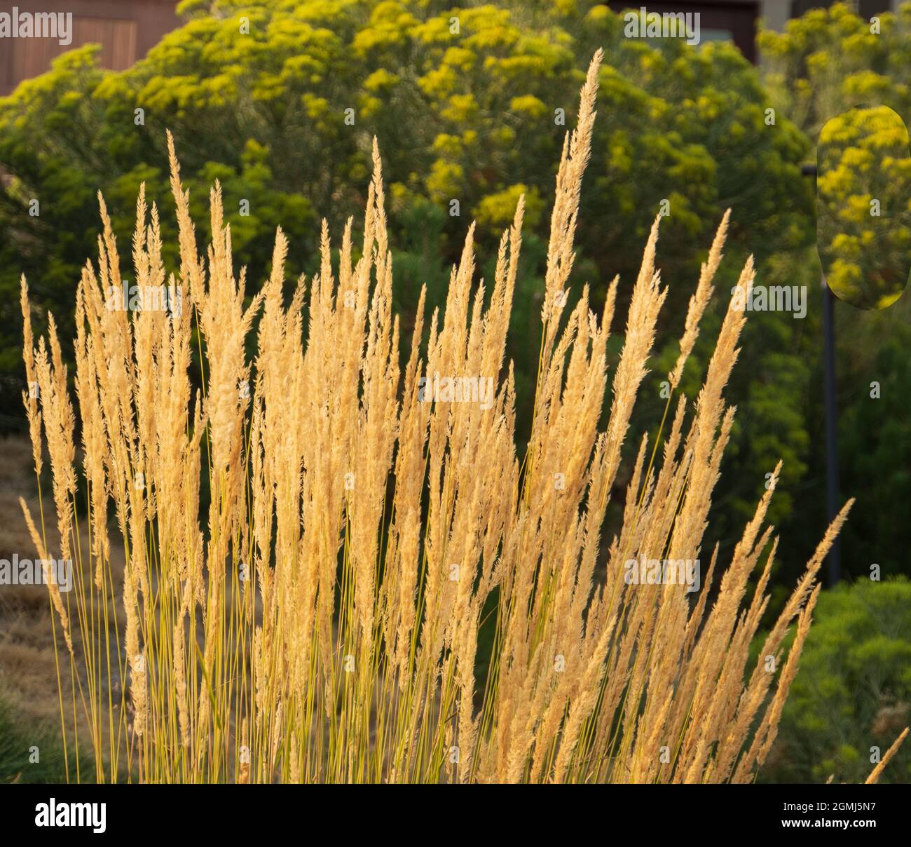 decorative feathered reed grass used in landscaping Stock Photo - Alamy