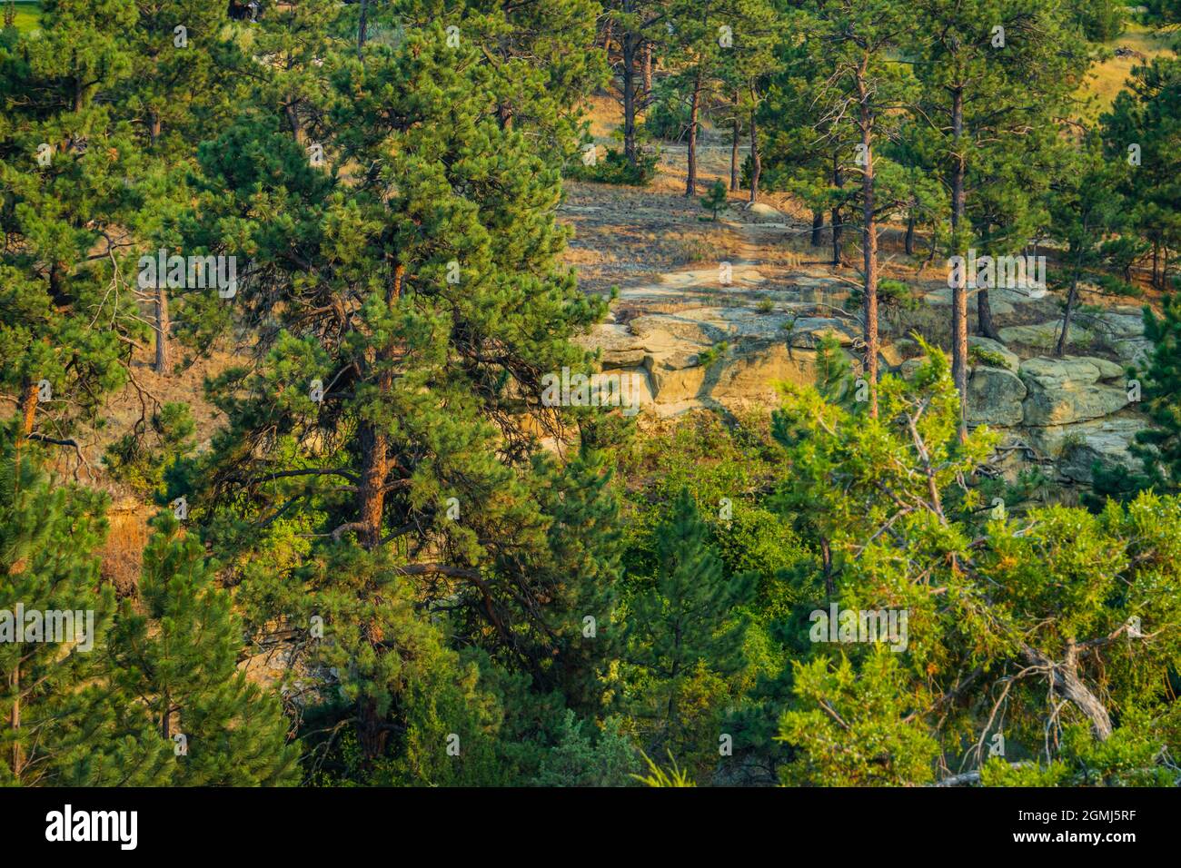 rocky gorges covered with evergreen trees and plants in western Plains ...