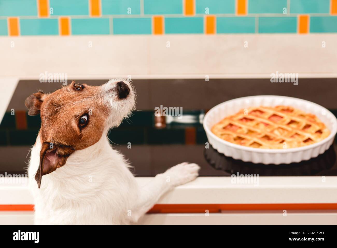 Funny dog desires to eat apple pie made for Thanksgiving dinner Stock ...
