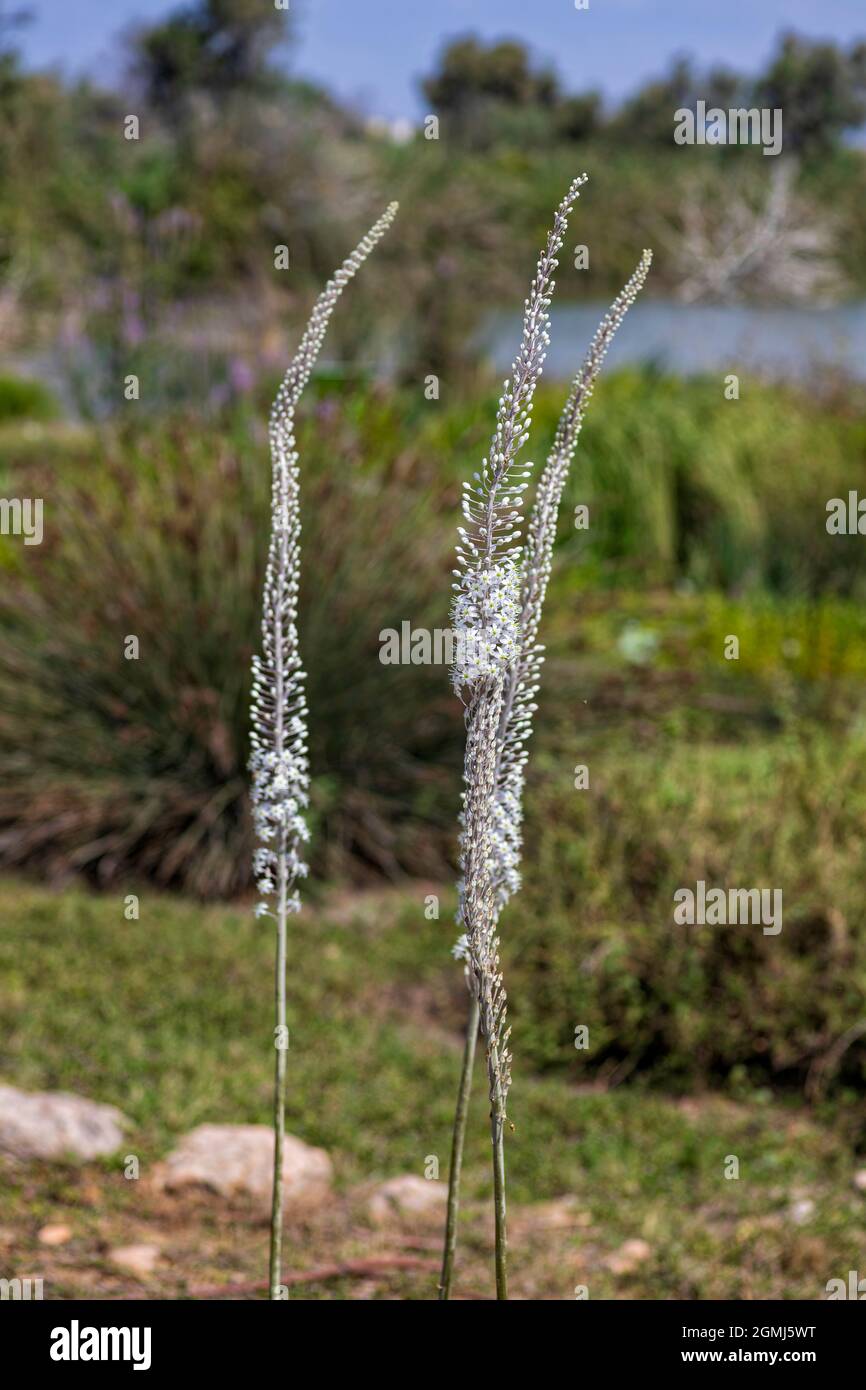 Blooming plant Drimia with white flowers and buds close-up on a blurred ...